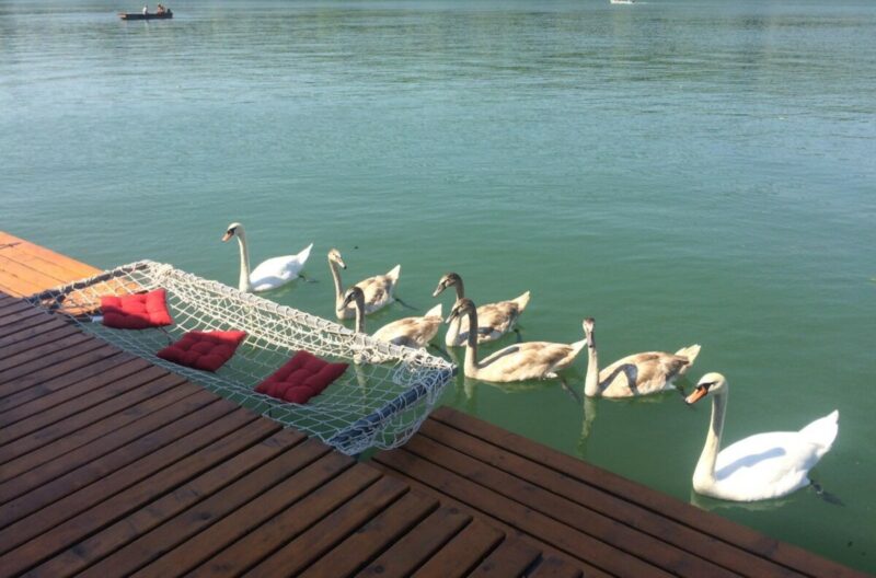 Splav na dan Perla - Proslave do 10 gostiju na reci Savi u mestu Umka