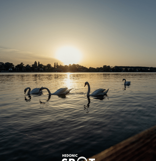 Splav na dan Shoom - Provedite najlepše trenutke van grada na reci Savi!